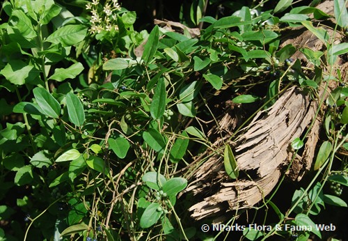 NParks | Nephroia orbiculata