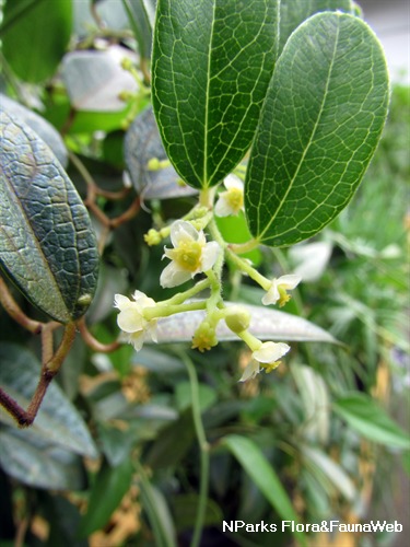 NParks | Nephroia orbiculata