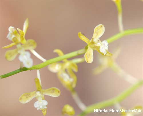 NParks | Acriopsis indica