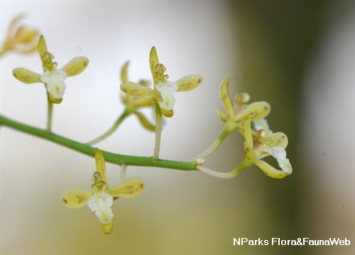 NParks | Acriopsis indica