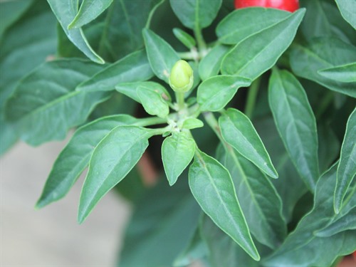 NParks | Capsicum annuum 'Seven-coloured Chili'