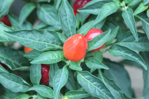 NParks | Capsicum annuum
