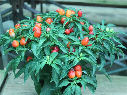 NParks | Capsicum annuum
