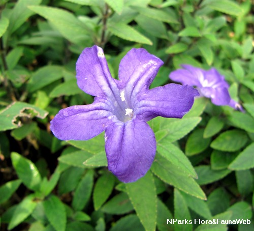NParks | Ruellia simplex 'White Katie'