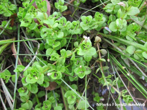 NParks | Lindernia rotundifolia