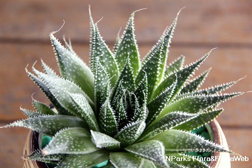 NParks | Aristaloe aristata