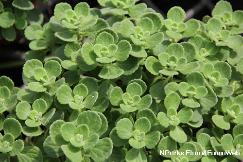 NParks | Plectranthus