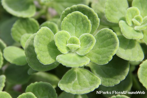 NParks | Plectranthus