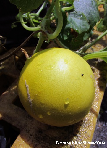 NParks | Cucumis melo