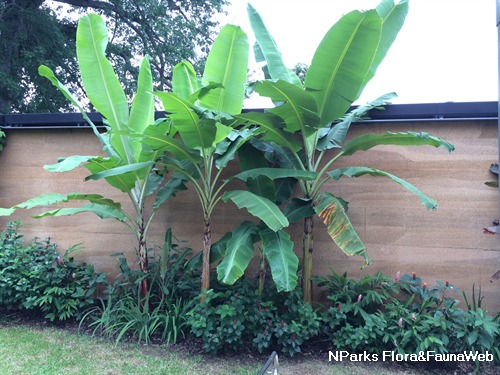 NParks | Musa acuminata × balbisiana(AAB Group)'Pisang Raja'