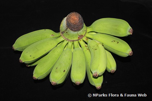 NParks | Musa acuminata × balbisiana(AAB Group)'Pisang Raja'