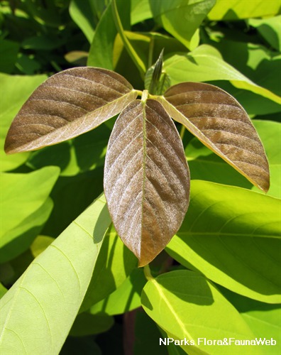 NParks | Dendrolobium umbellatum 'Aurea'