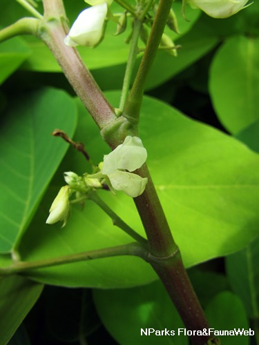 NParks | Dendrolobium umbellatum 'Aurea'