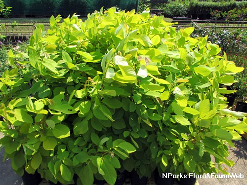 NParks | Dendrolobium umbellatum 'Aurea'