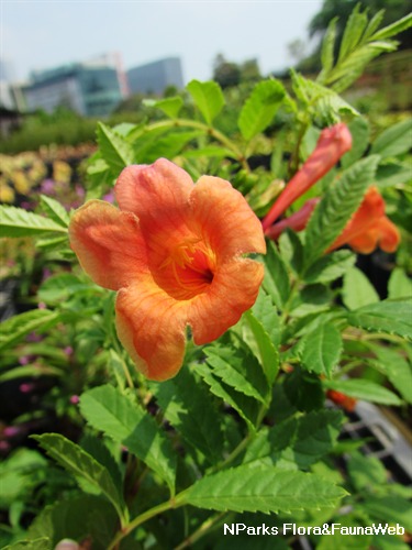 NParks | Tecoma fulva subsp guarume