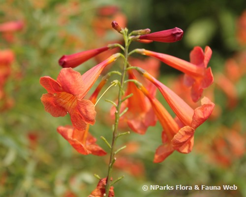 NParks | Tecoma fulva subsp guarume