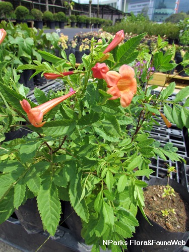 NParks | Tecoma fulva subsp guarume