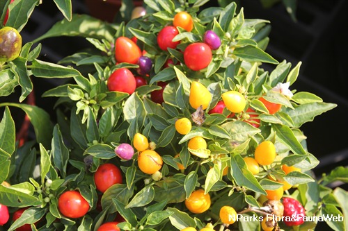 NParks | Capsicum annuum 'Little Elf'