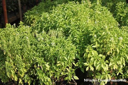 NParks | Ocimum basilicum 'Windowbox'