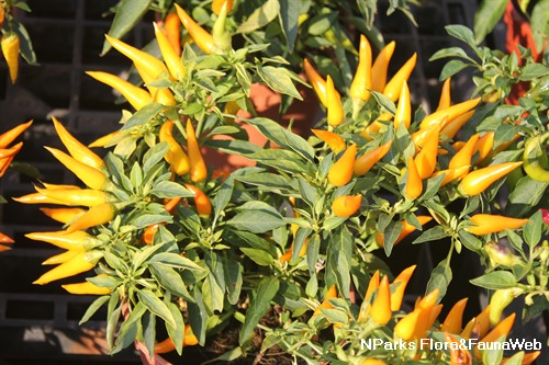 NParks | Capsicum annuum 'Seven-coloured Chili'