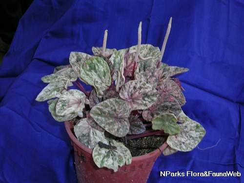 NParks | Peperomia caperata 'Pink Lady'