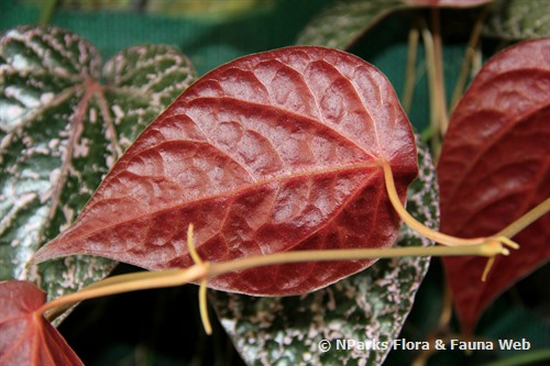 NParks | Piper ornatum