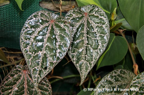 NParks | Piper ornatum