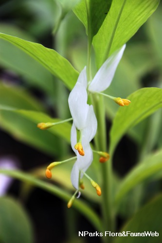 NParks | Globba winitii 'White Dragon'