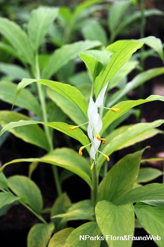 NParks | Globba winitii 'White Dragon'