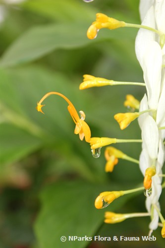 NParks | Globba winitii 'White Dragon'
