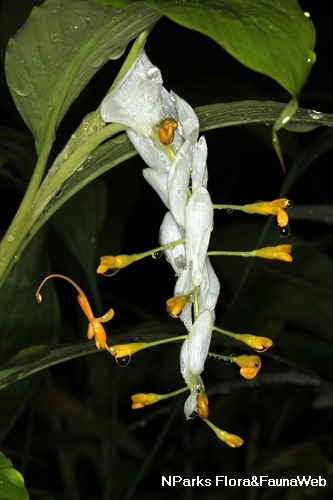 NParks | Globba winitii 'White Dragon'