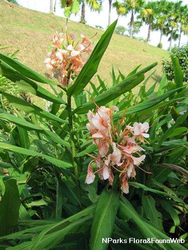 NParks | Hedychium coronarium 'Elizabeth'