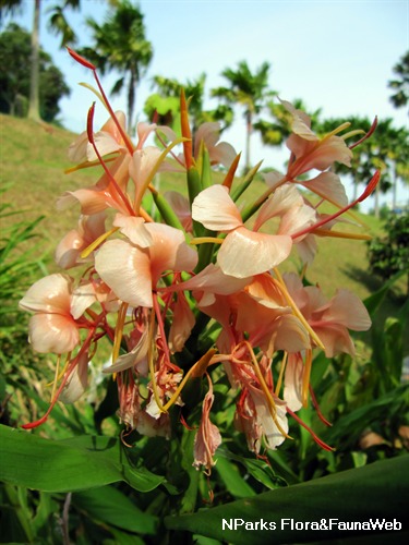 NParks | Hedychium coronarium 'Elizabeth'