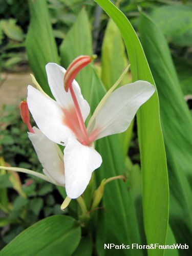 NParks | Hedychium coccineum