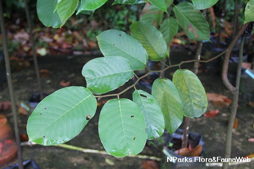 NParks | Shorea parvifolia