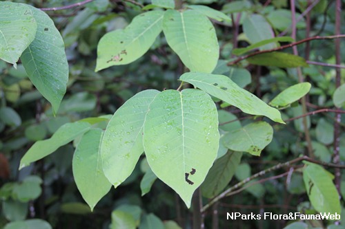 NParks | Shorea siamensis