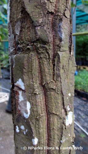 NParks | Shorea robusta