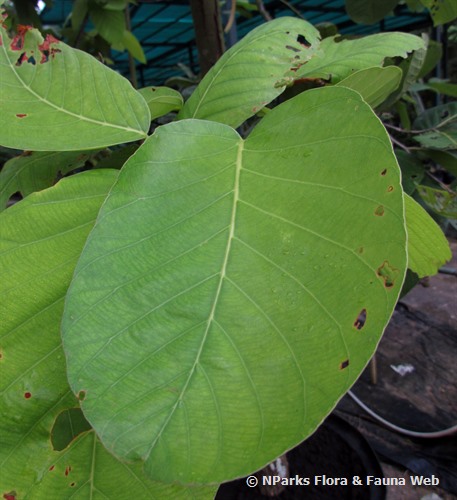 NParks | Shorea robusta