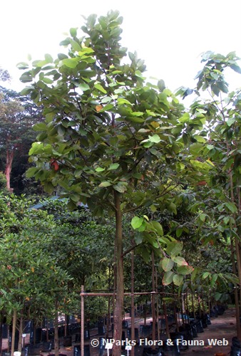 NParks | Shorea robusta