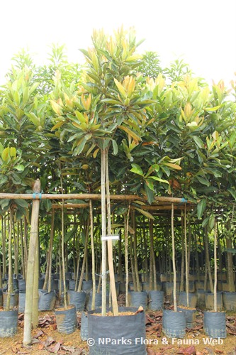 NParks | Tristaniopsis pontianensis