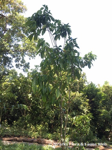 NParks | Nephelium maingayi