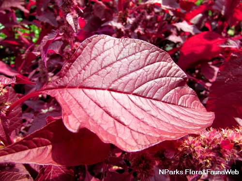 NParks | Amaranthus tricolor 'Red Army'