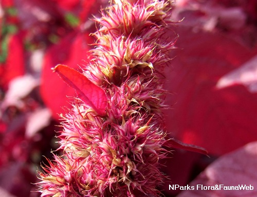 NParks | Amaranthus tricolor 'Red Army'