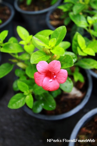 NParks | Barleria repens