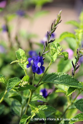NParks | Stachytarpheta frantzii
