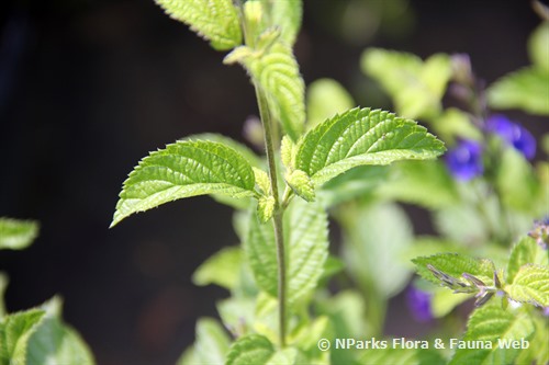 NParks | Stachytarpheta frantzii