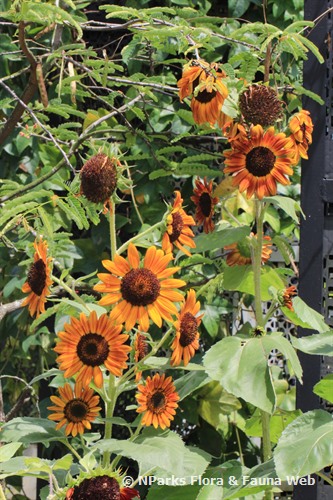 NParks | Helianthus annuus 'Earth Walker'