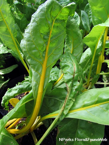NParks | Beta vulgaris (Leaf Beet Group)
