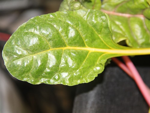 NParks | Beta vulgaris (Leaf Beet Group)