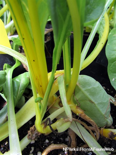 NParks | Beta vulgaris (Leaf Beet Group)